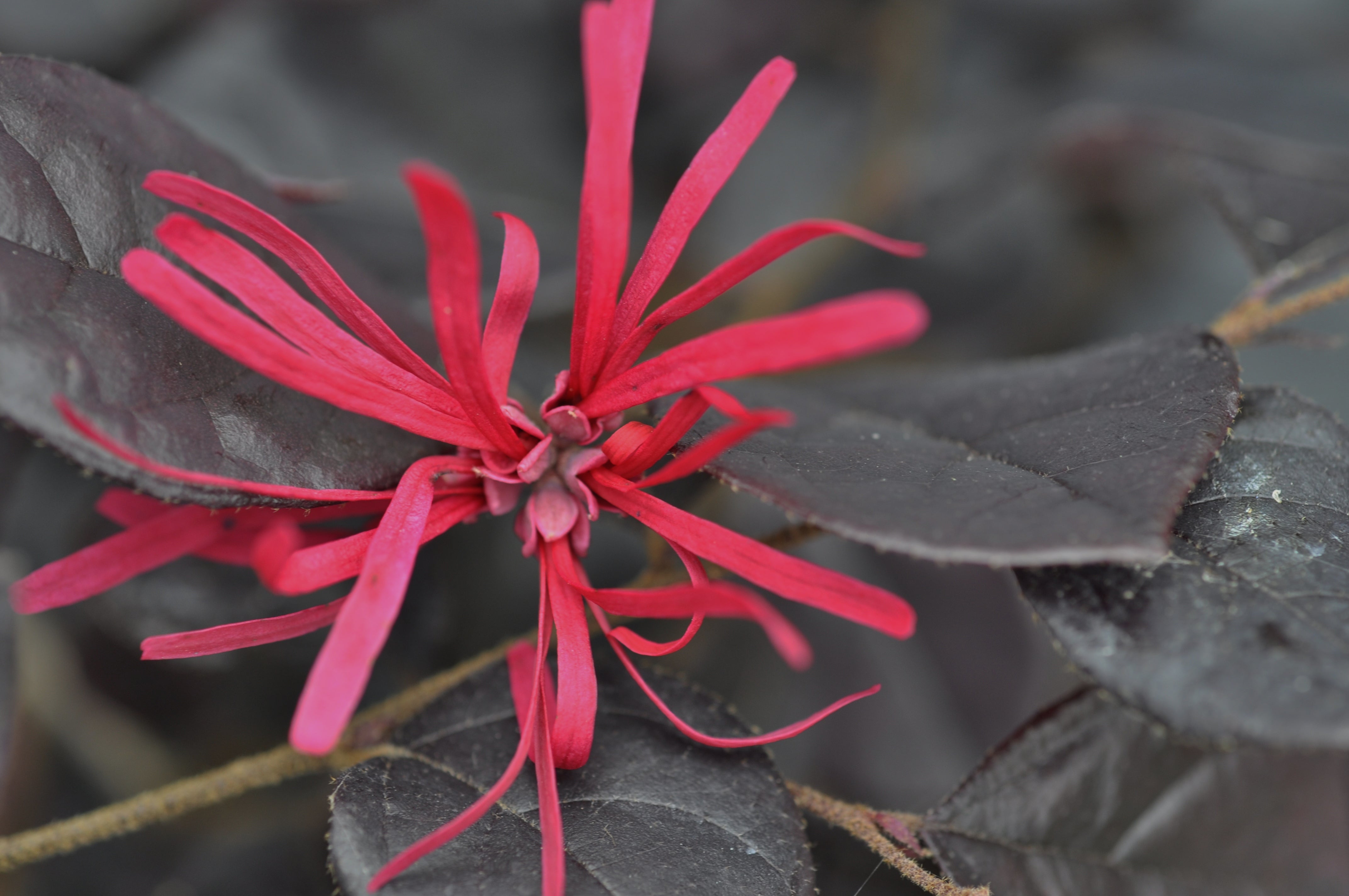 Shrubs – eleplants