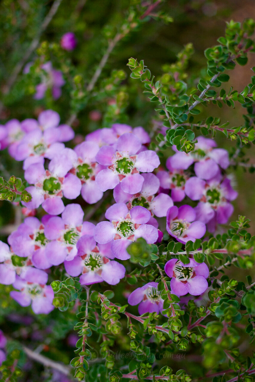 Leptospermum – eleplants